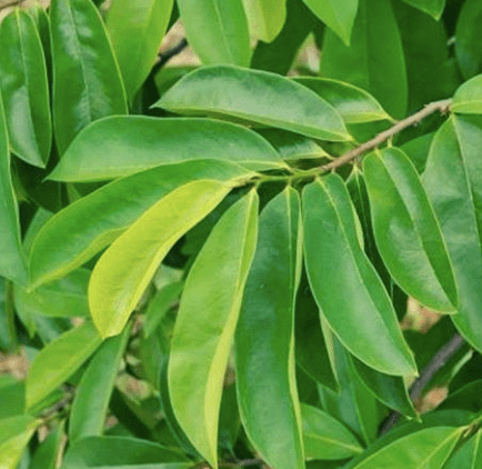 Graviola Leaves – Nakihalani Farm